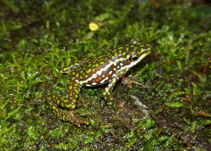 The first photos of Atelopus coynei tadpoles – Why Evolution Is True