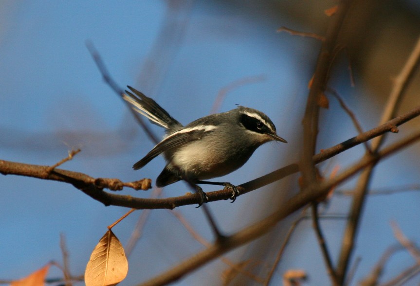 Readers’ wildlife photos – Why Evolution Is True