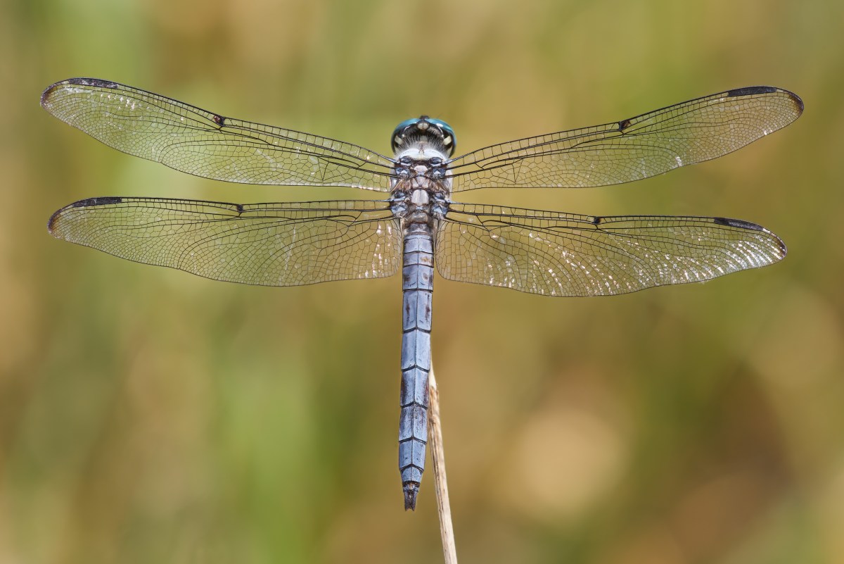 Readers’ wildlife photos – Why Evolution Is True