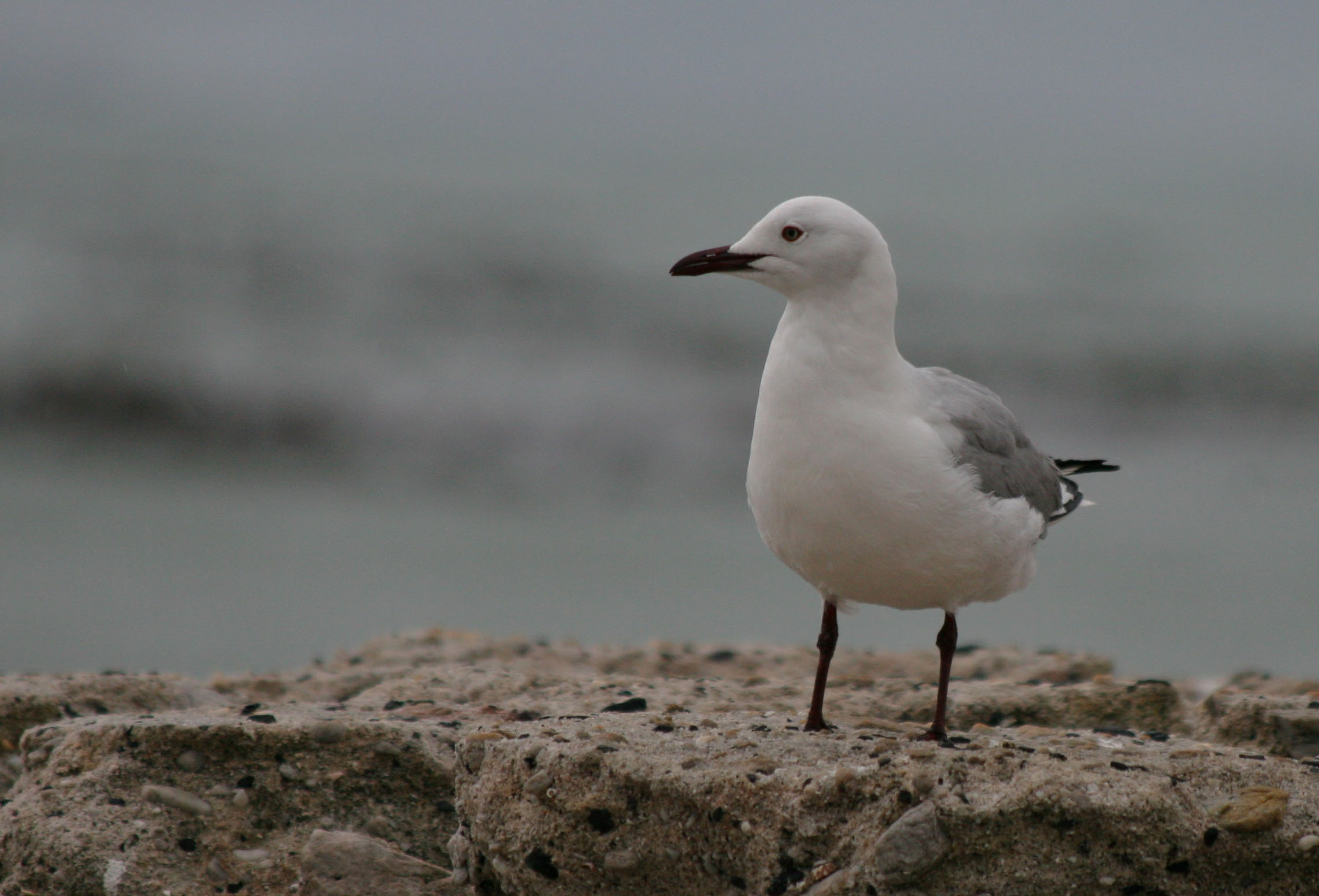 Readers’ wildlife photos – Why Evolution Is True