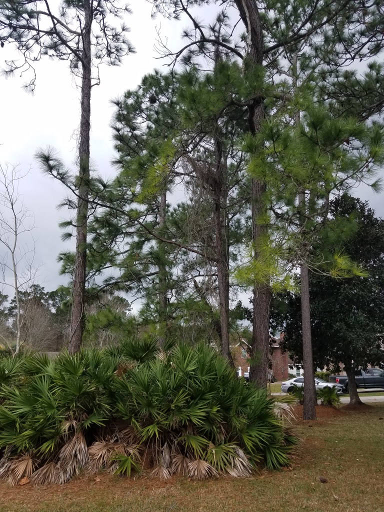 Southern trees – Why Evolution Is True