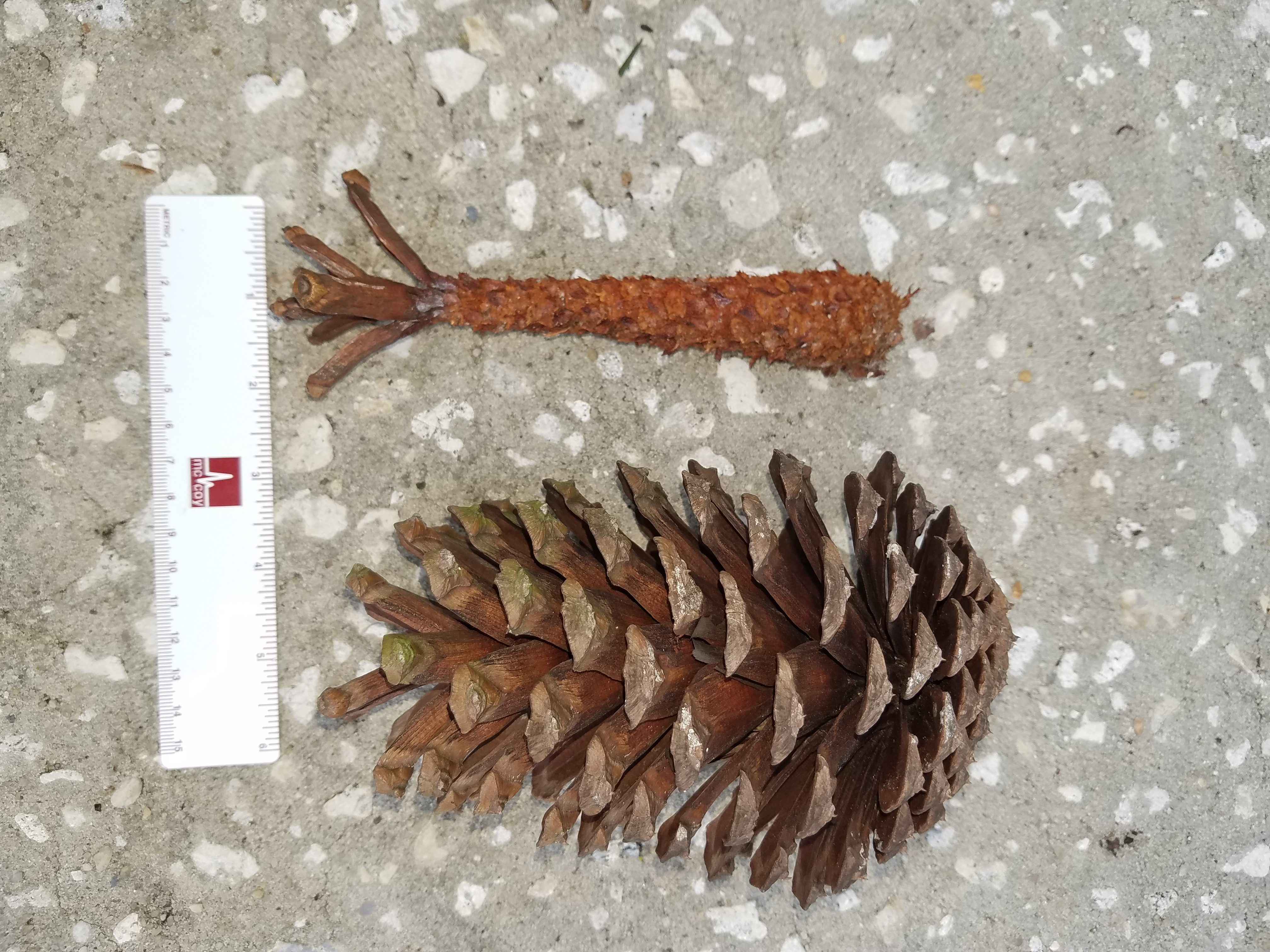 Southern trees – Why Evolution Is True