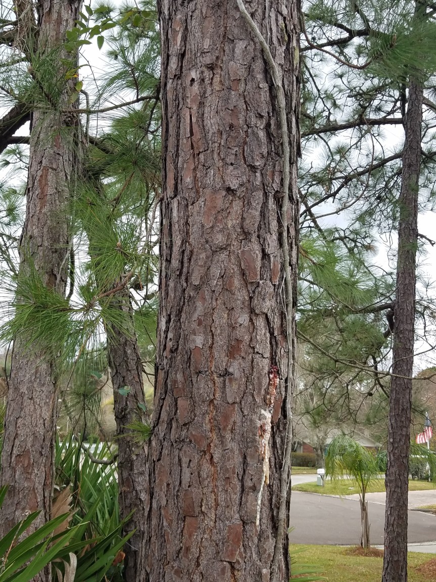 Southern trees – Why Evolution Is True