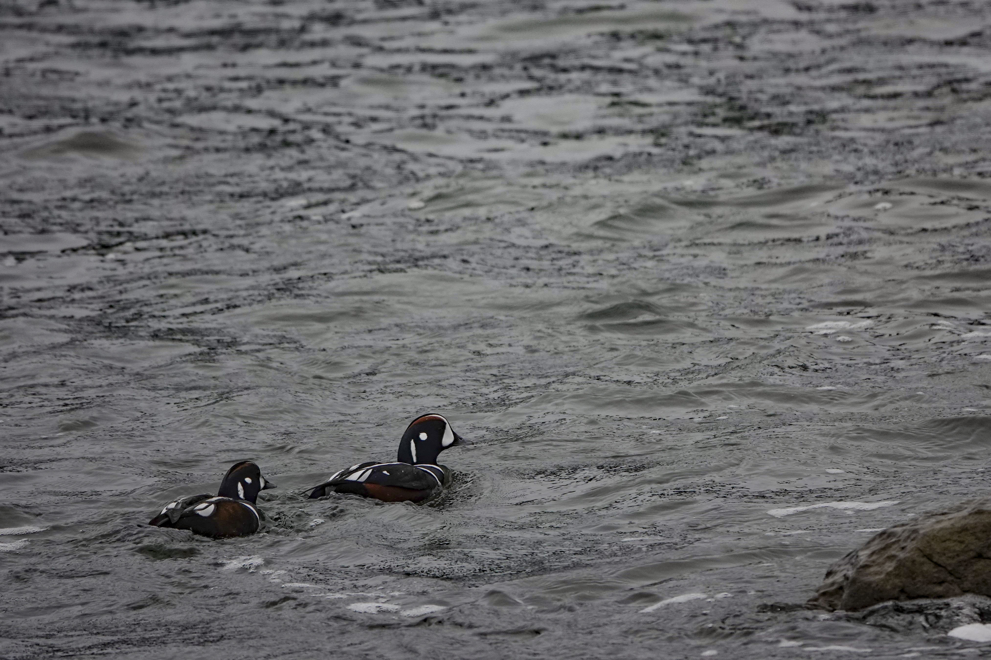 ducks – Why Evolution Is True