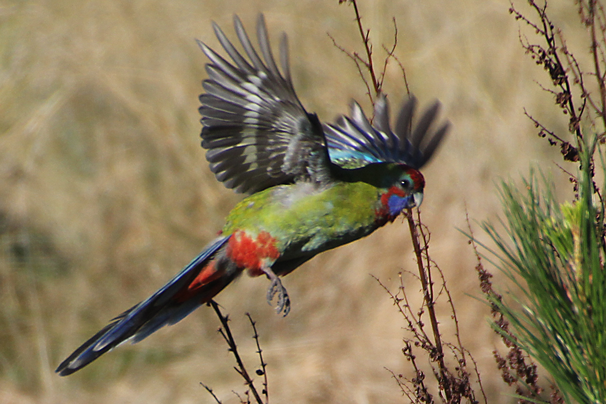 Readers’ wildlife photos – Why Evolution Is True