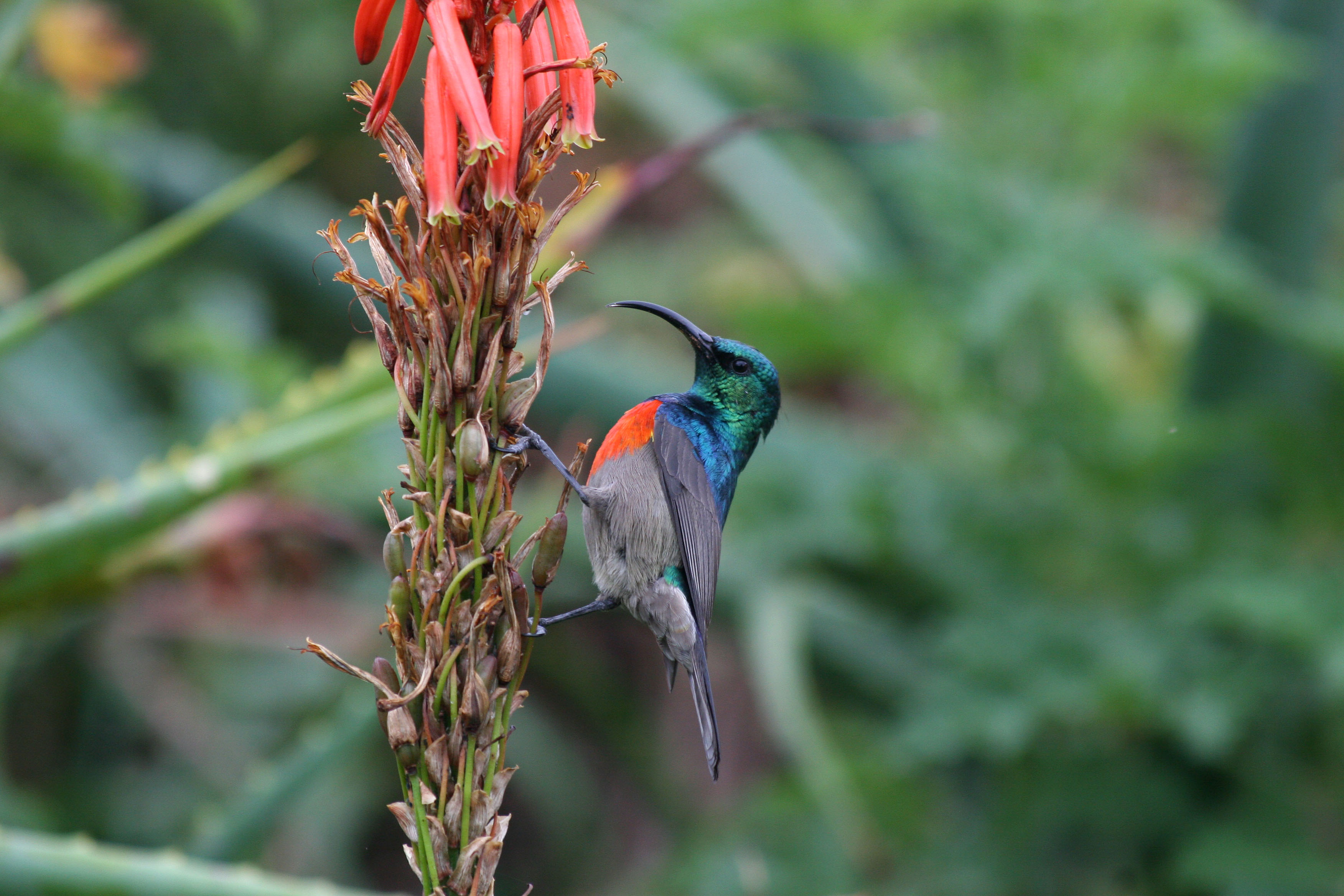 Readers’ wildlife photos – Why Evolution Is True