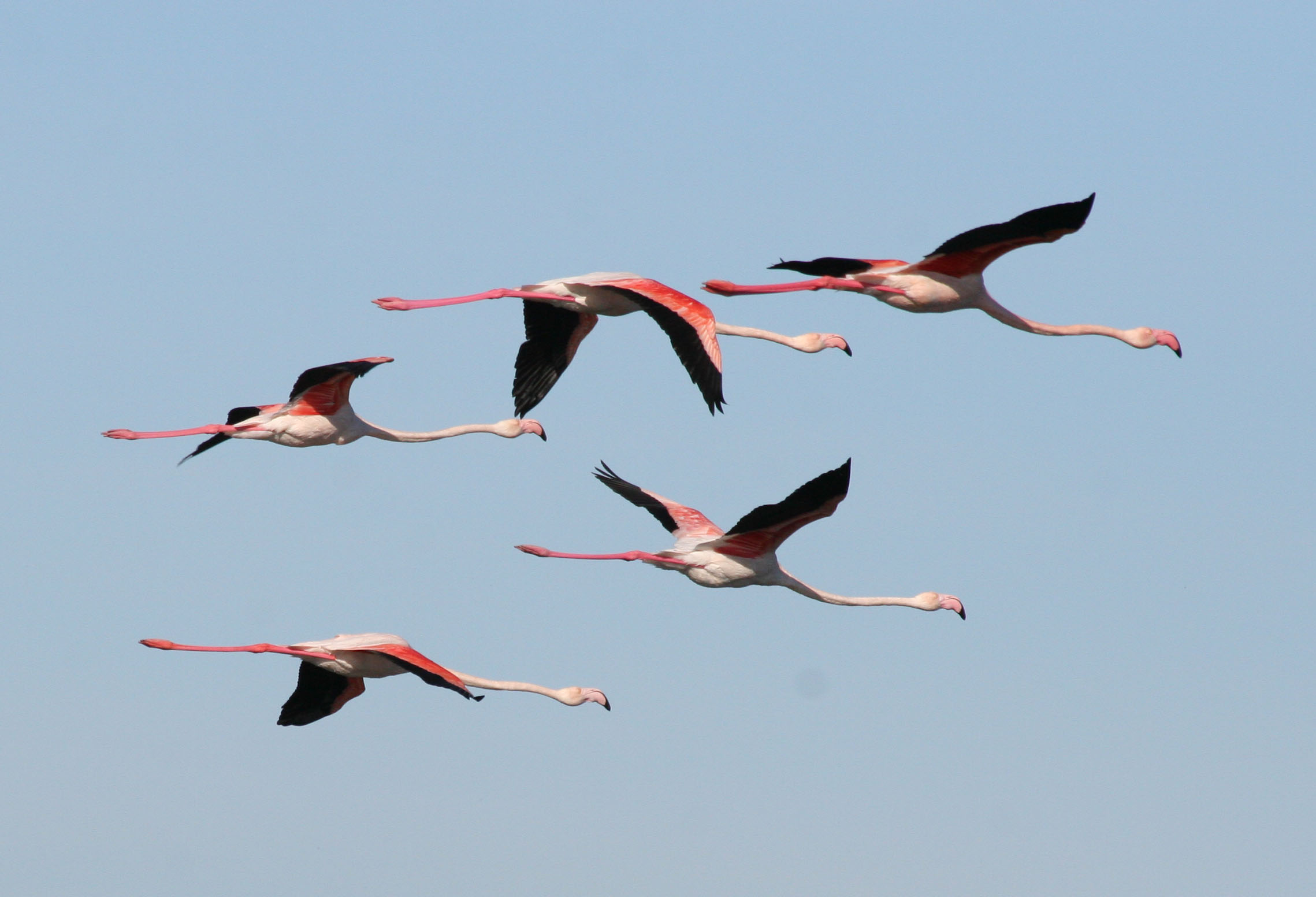 Readers’ wildlife photos – Why Evolution Is True