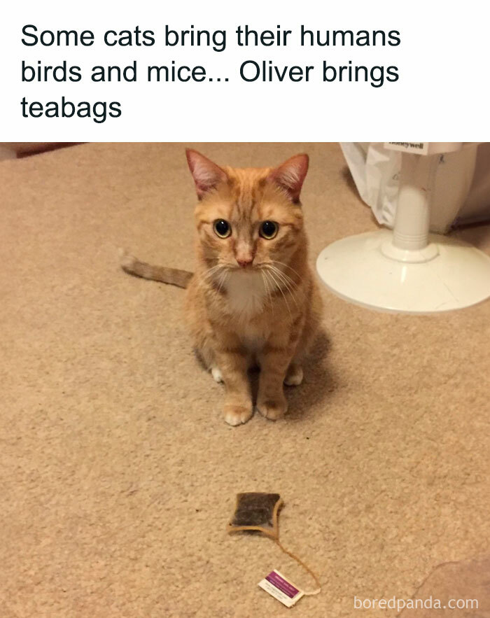 Caturday felid trifecta: Cats hating water; cats’ experiences with ...