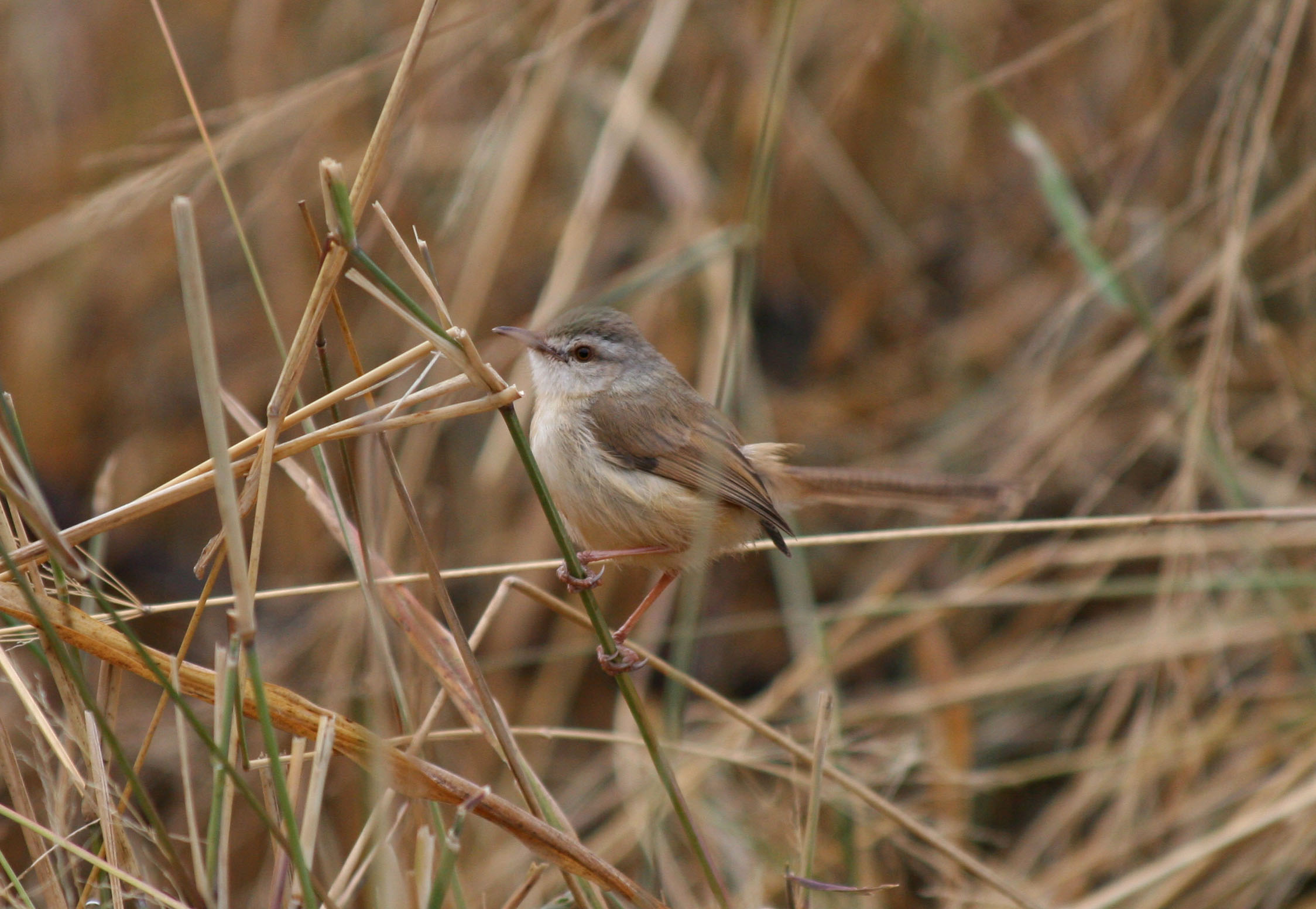 Readers’ wildlife photos – Why Evolution Is True