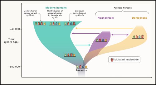 Gene flow from Neanderthals and Denisovans to “modern” humans, and vice ...
