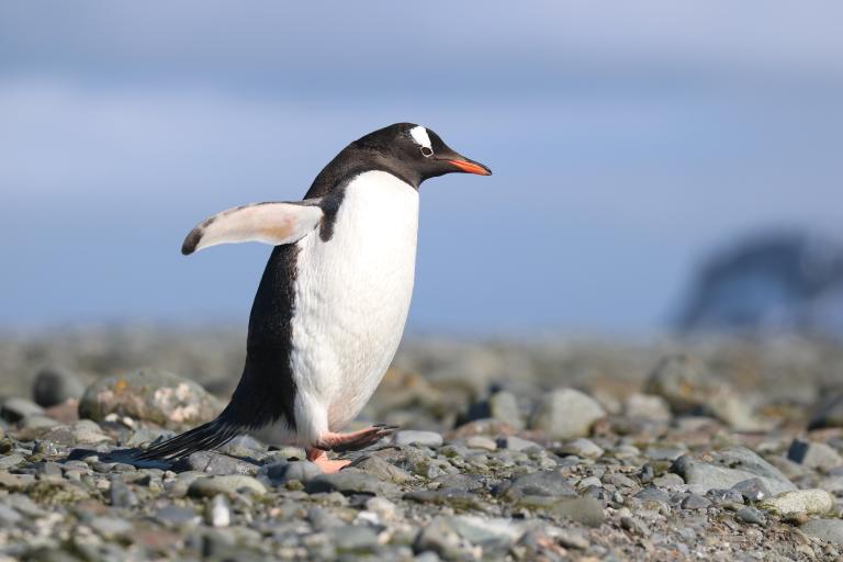 Readers’ wildlife photos – Why Evolution Is True