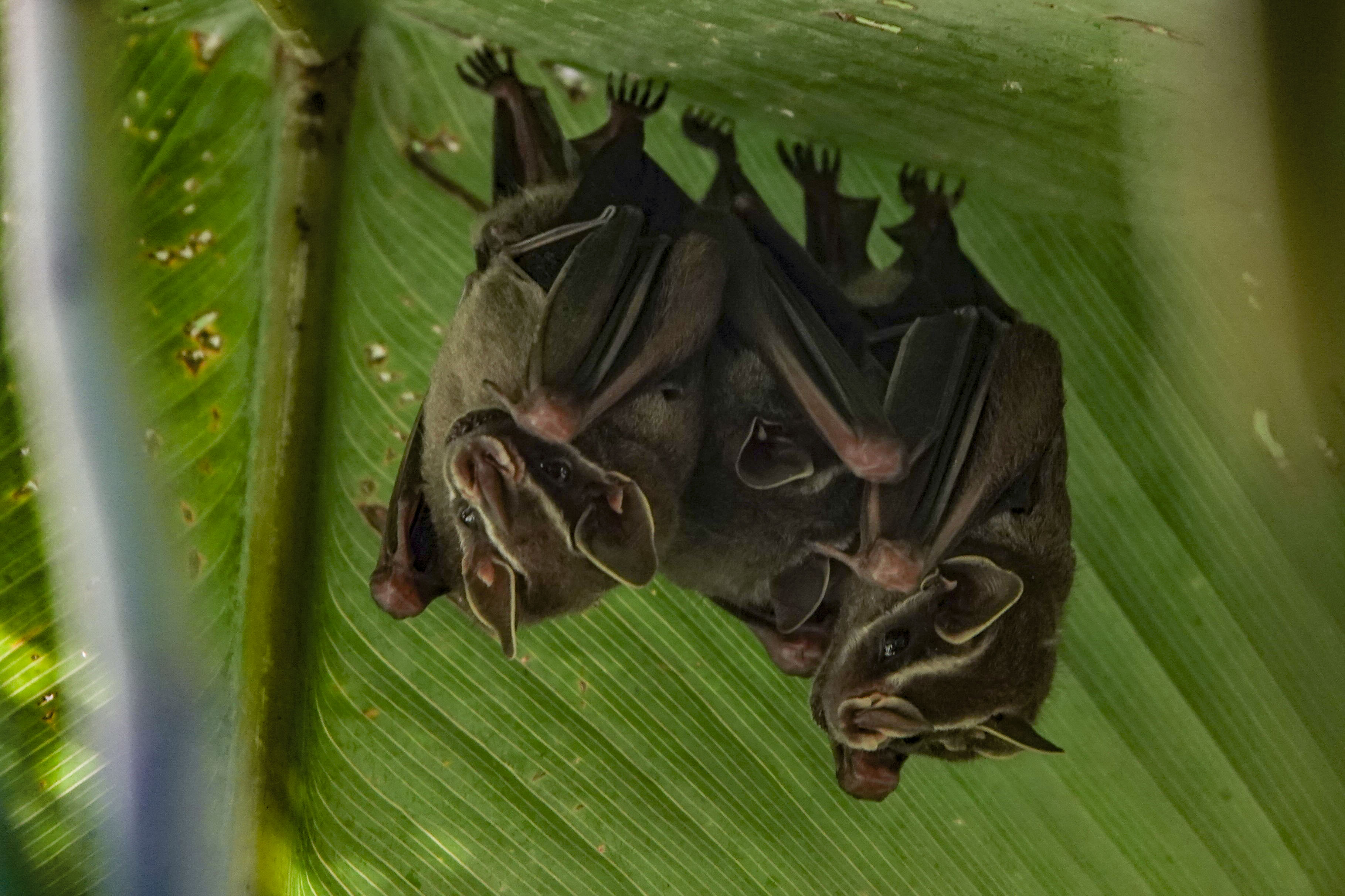 Readers’ wildlife photos – Why Evolution Is True