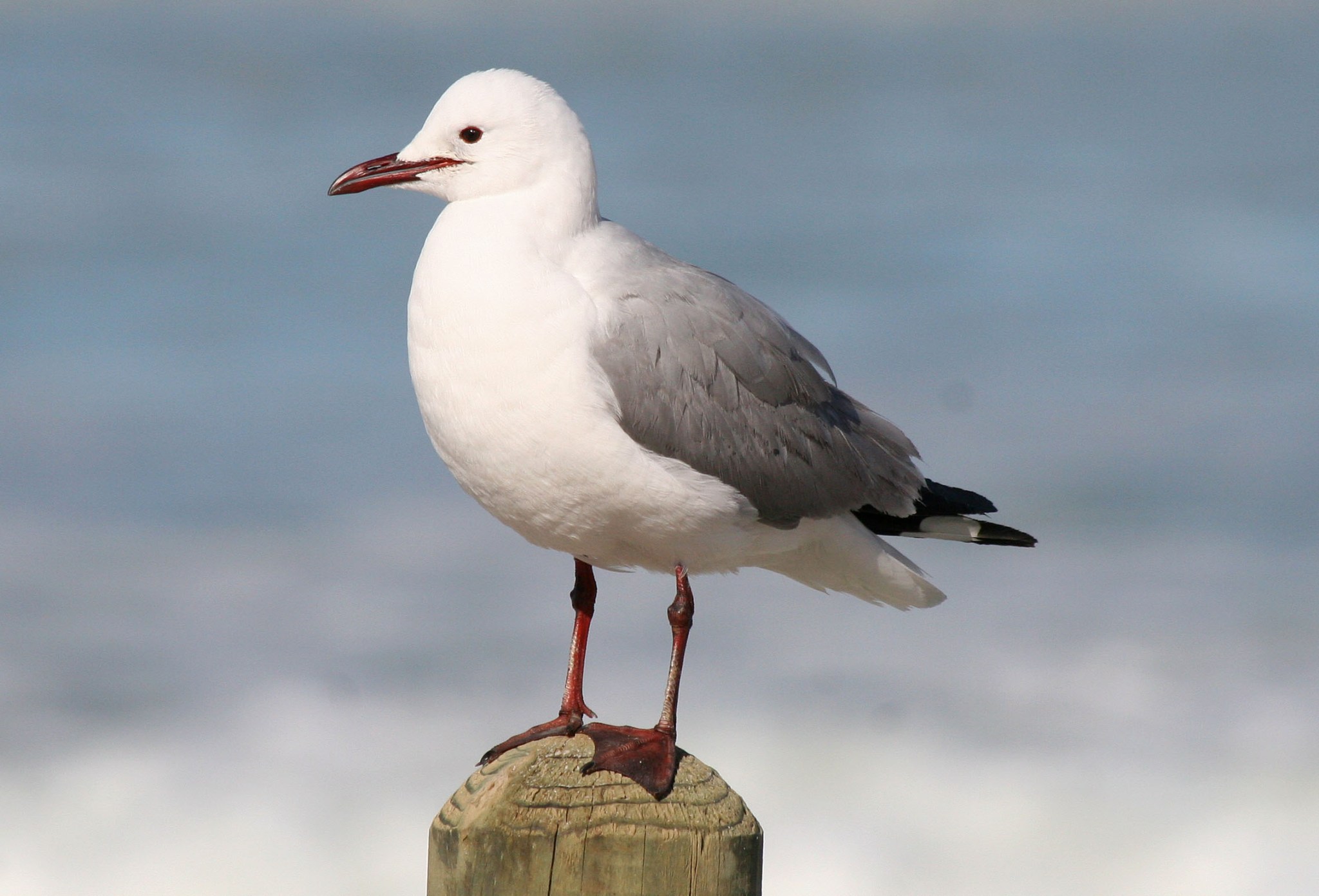 Readers’ wildlife photos – Why Evolution Is True