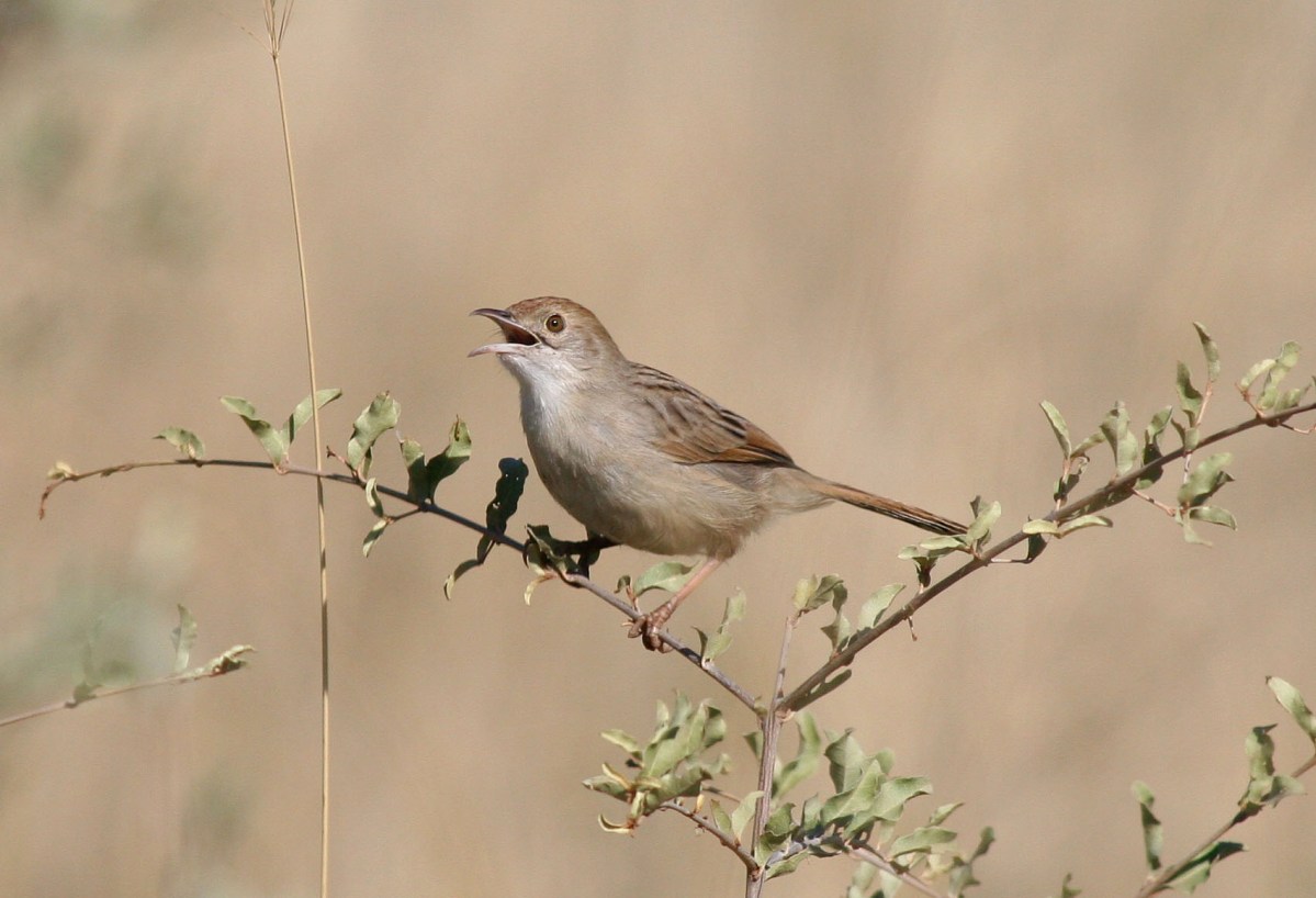 Readers’ wildlife photos – Why Evolution Is True