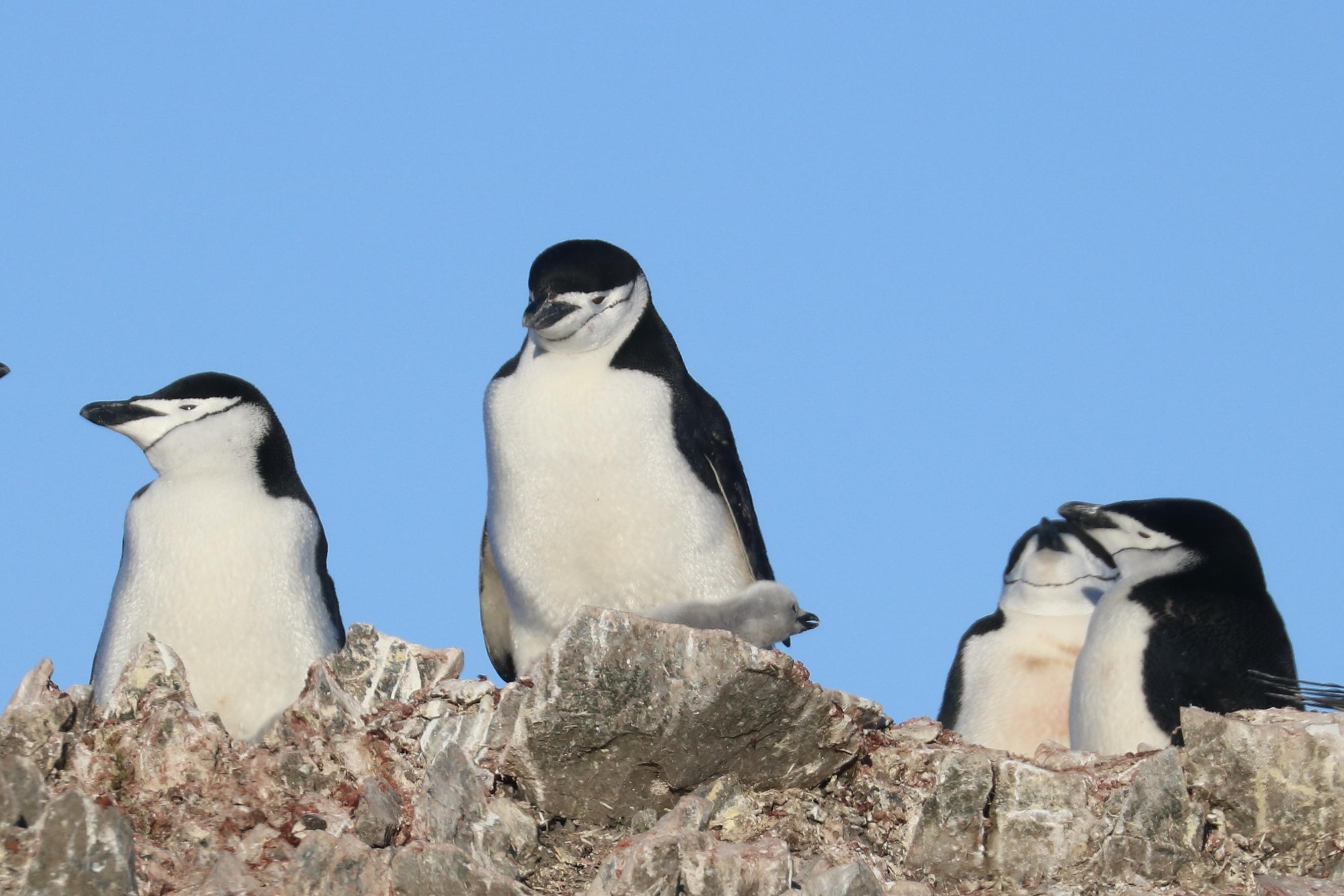 Readers’ wildlife photos – Why Evolution Is True