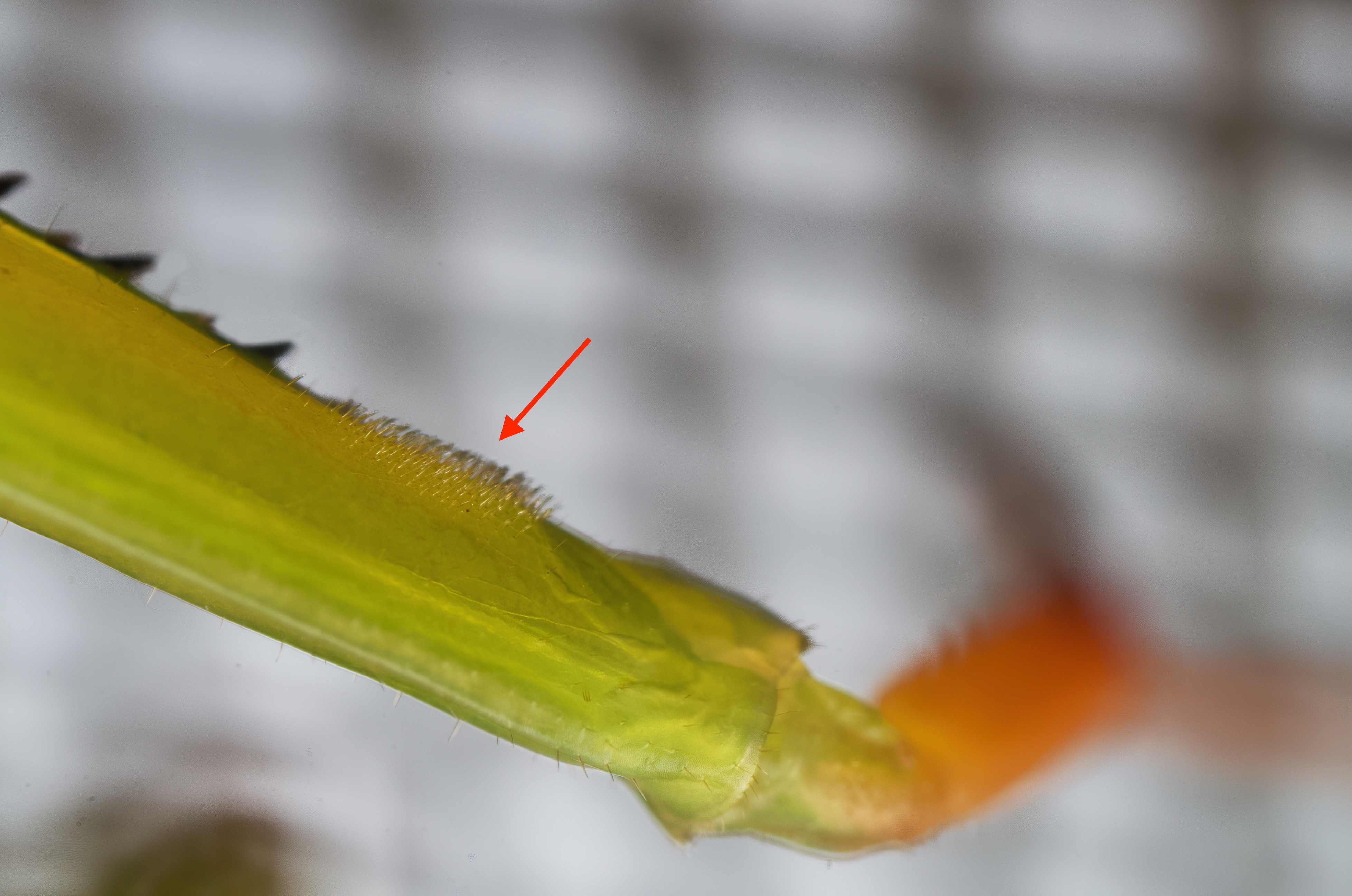 Readers’ wildlife photos – Why Evolution Is True