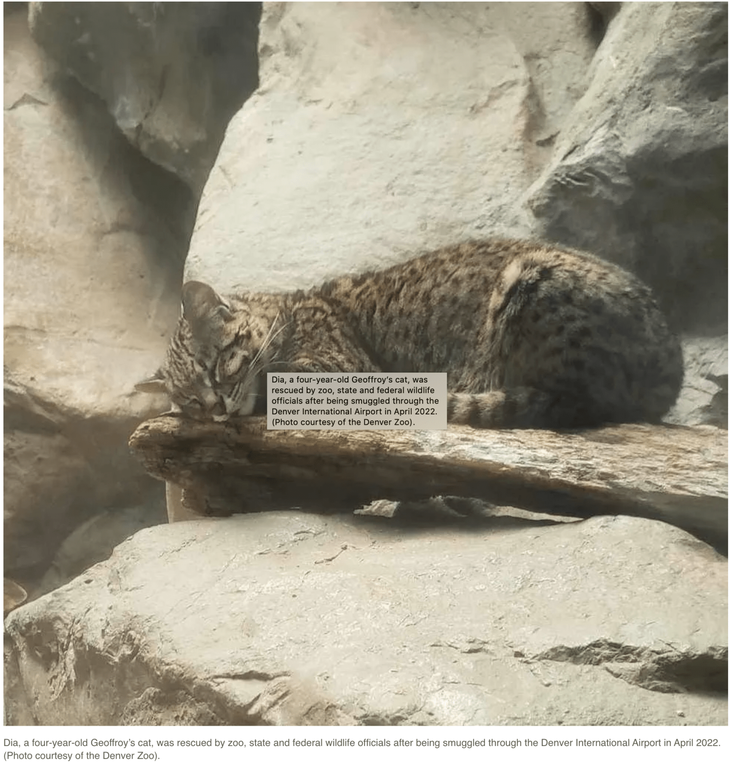 Caturday felids: Denver Zoo gets smuggled Geoffrey’s cat; caracal gets ...