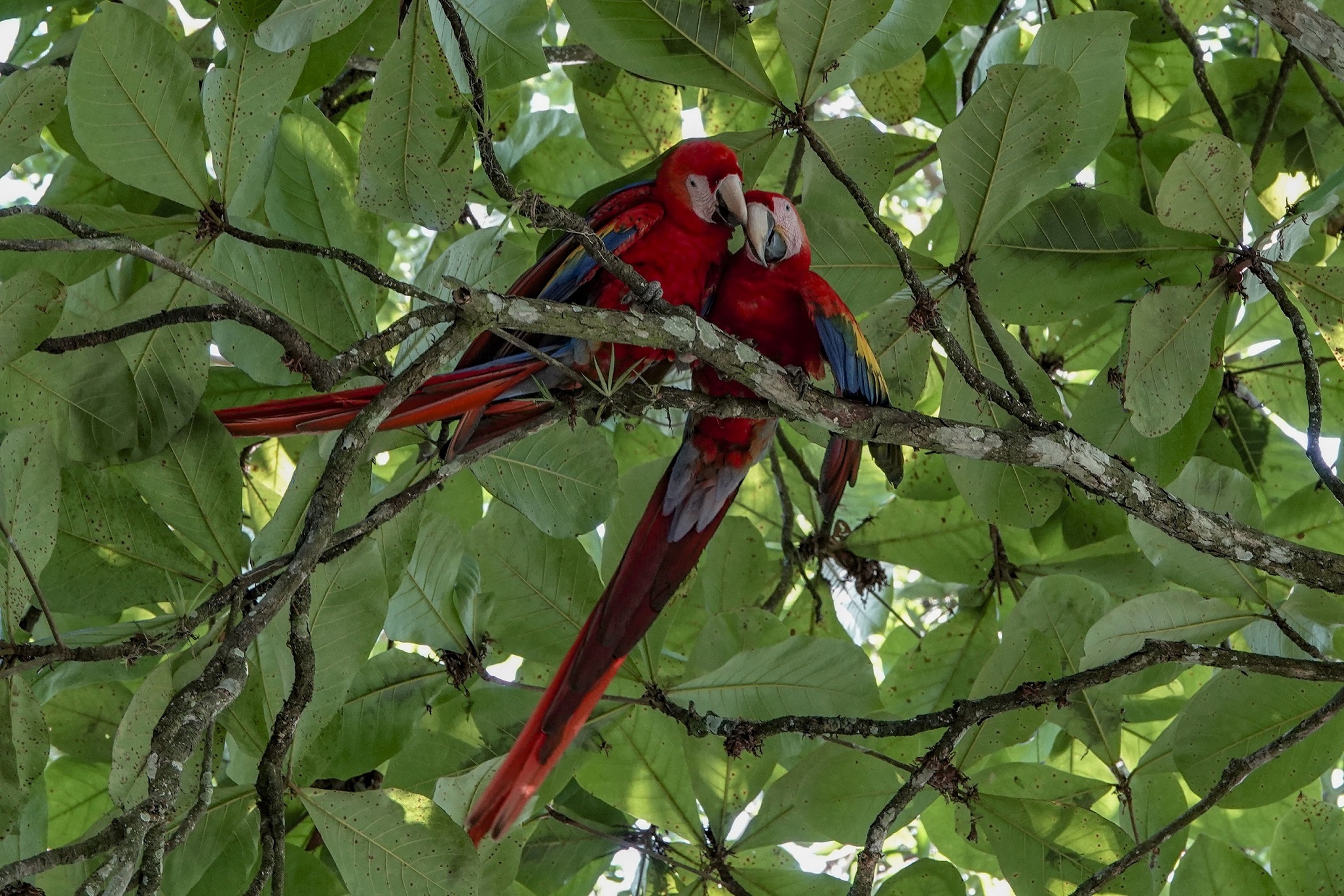 Readers’ wildlife photos – Why Evolution Is True