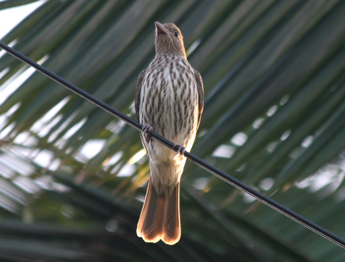 Readers’ wildlife photos – Why Evolution Is True
