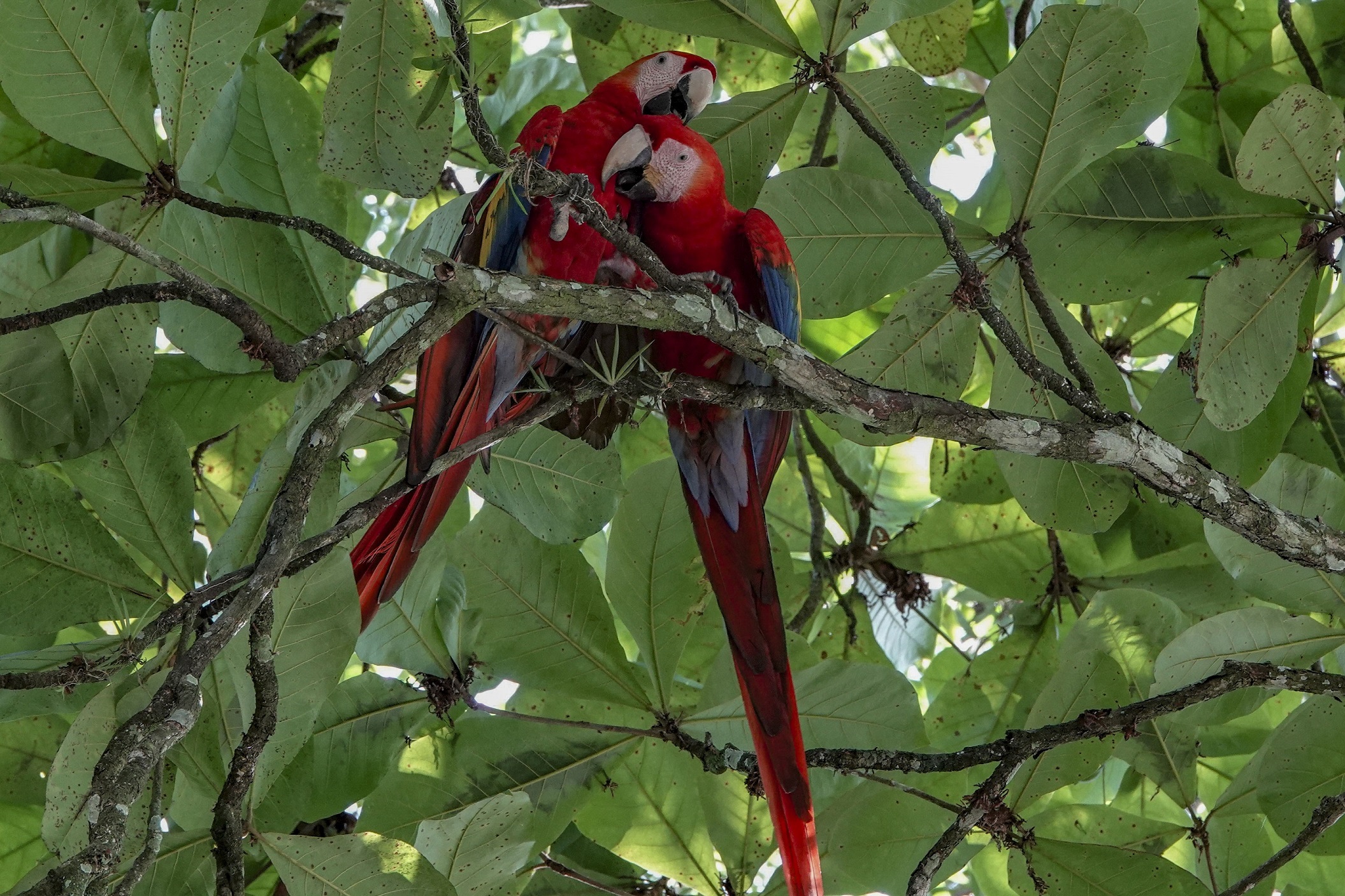 Readers’ wildlife photos – Why Evolution Is True