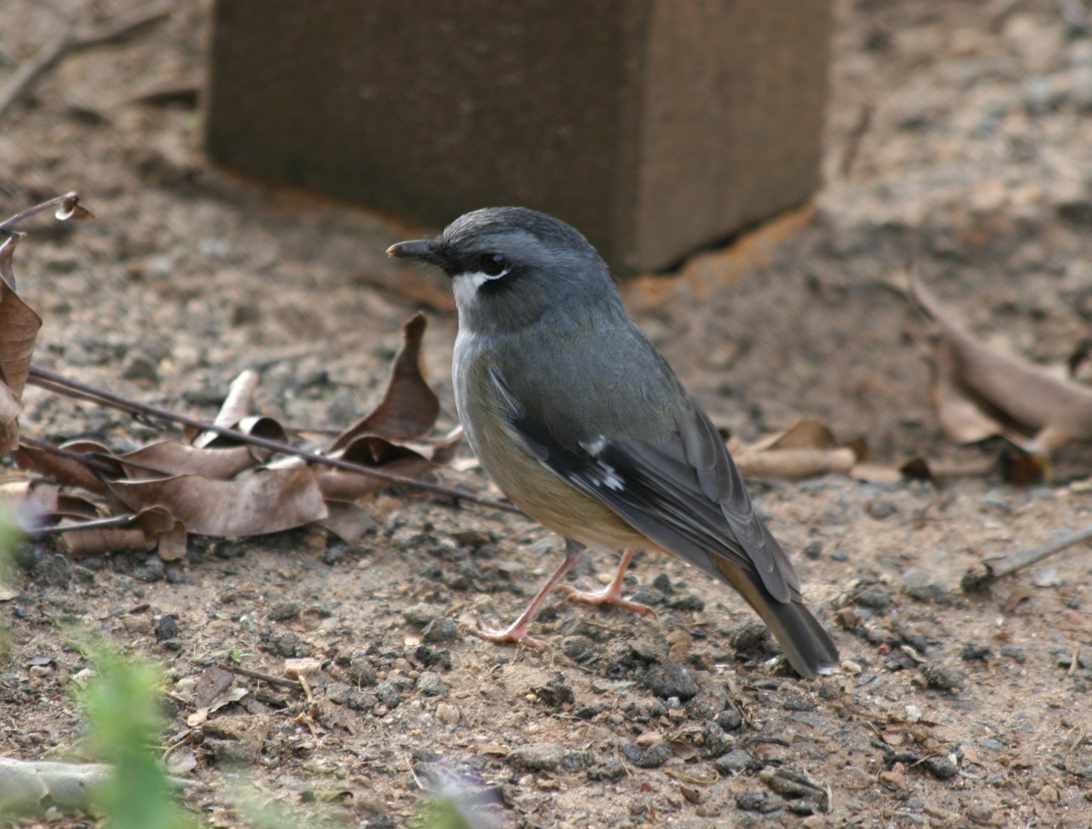Readers’ wildlife photos – Why Evolution Is True