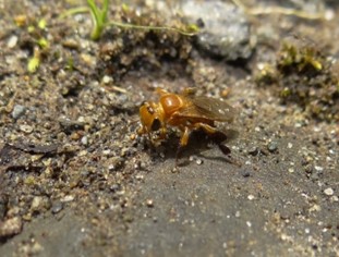 Readers’ wildlife photos – Why Evolution Is True