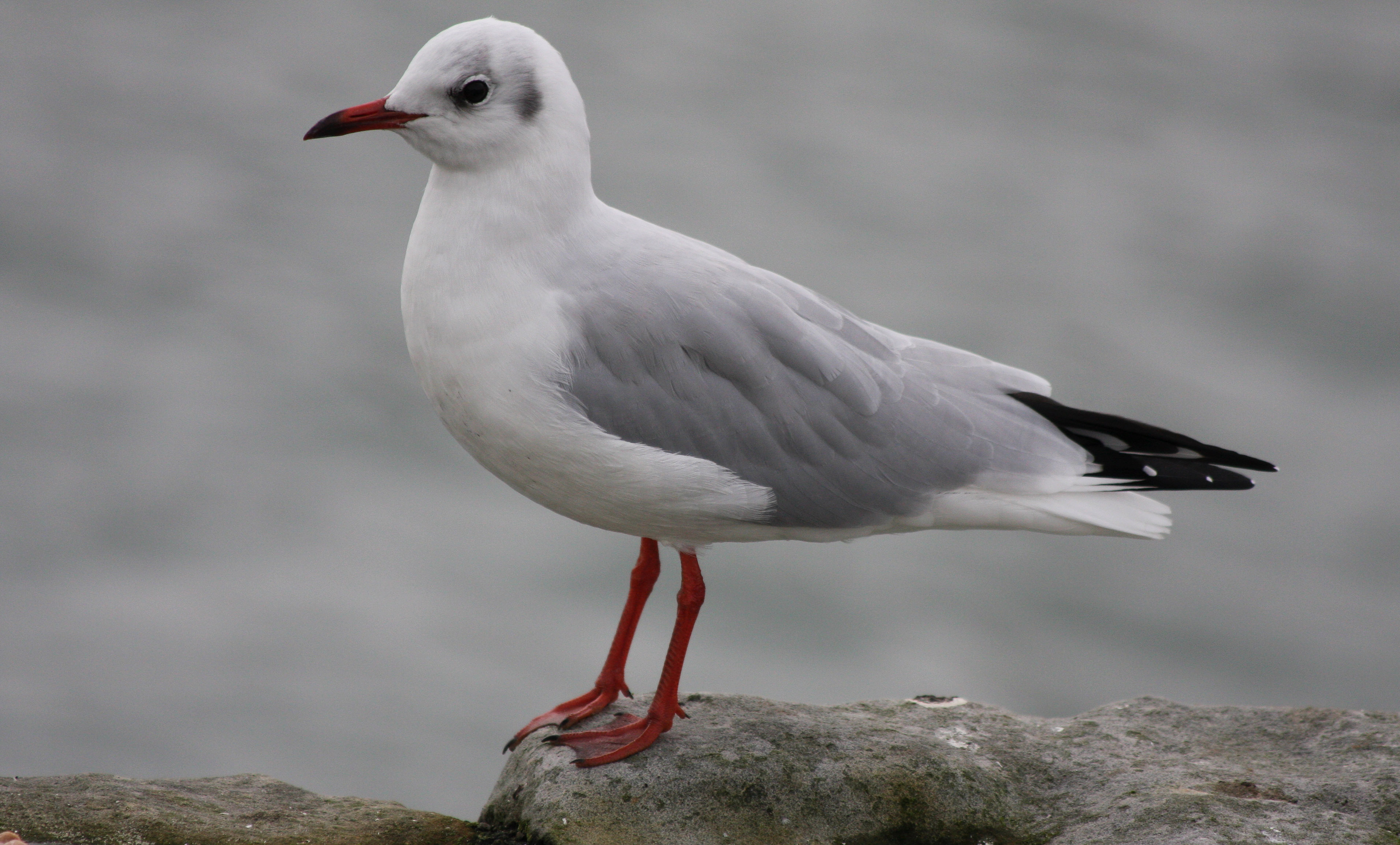 Readers’ wildlife photos – Why Evolution Is True
