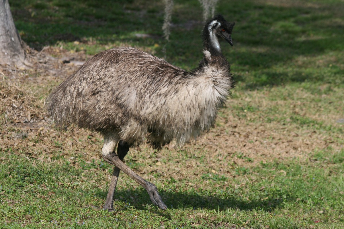 Readers’ wildlife photos – Why Evolution Is True