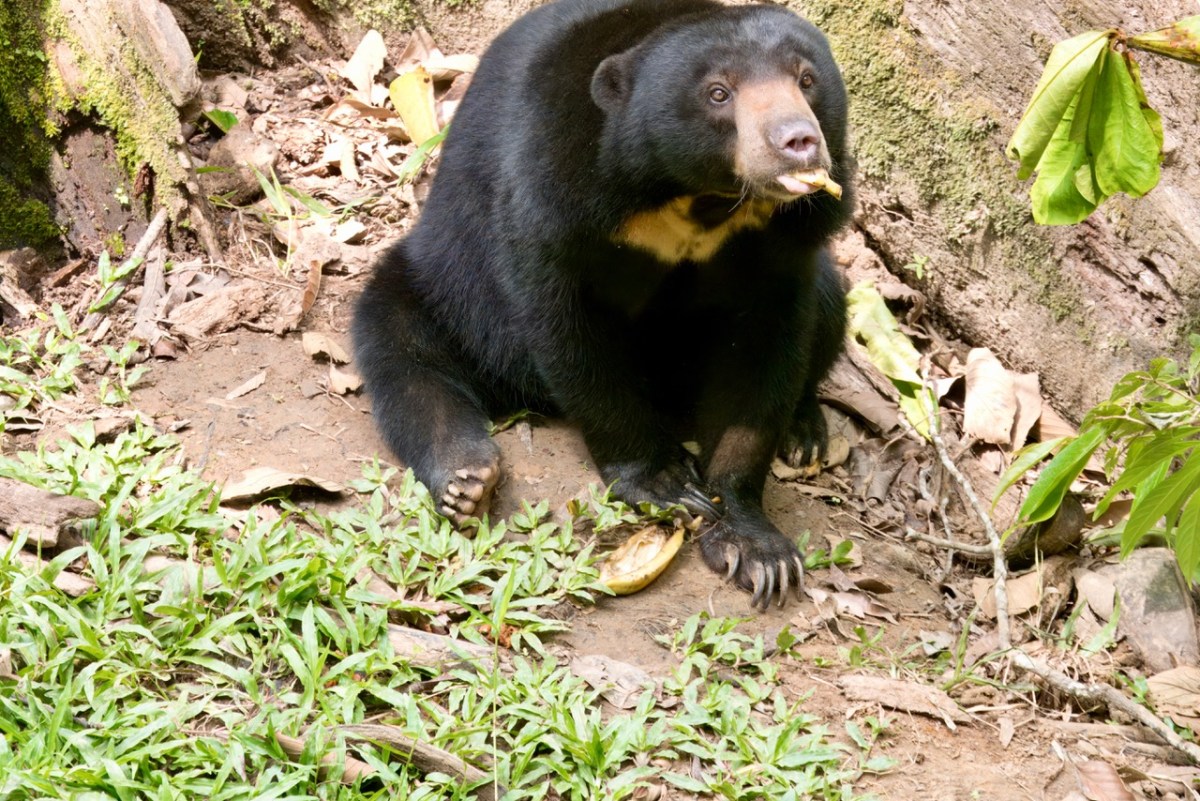 Why Evolution Is True – Why Evolution is True is a blog written by ...