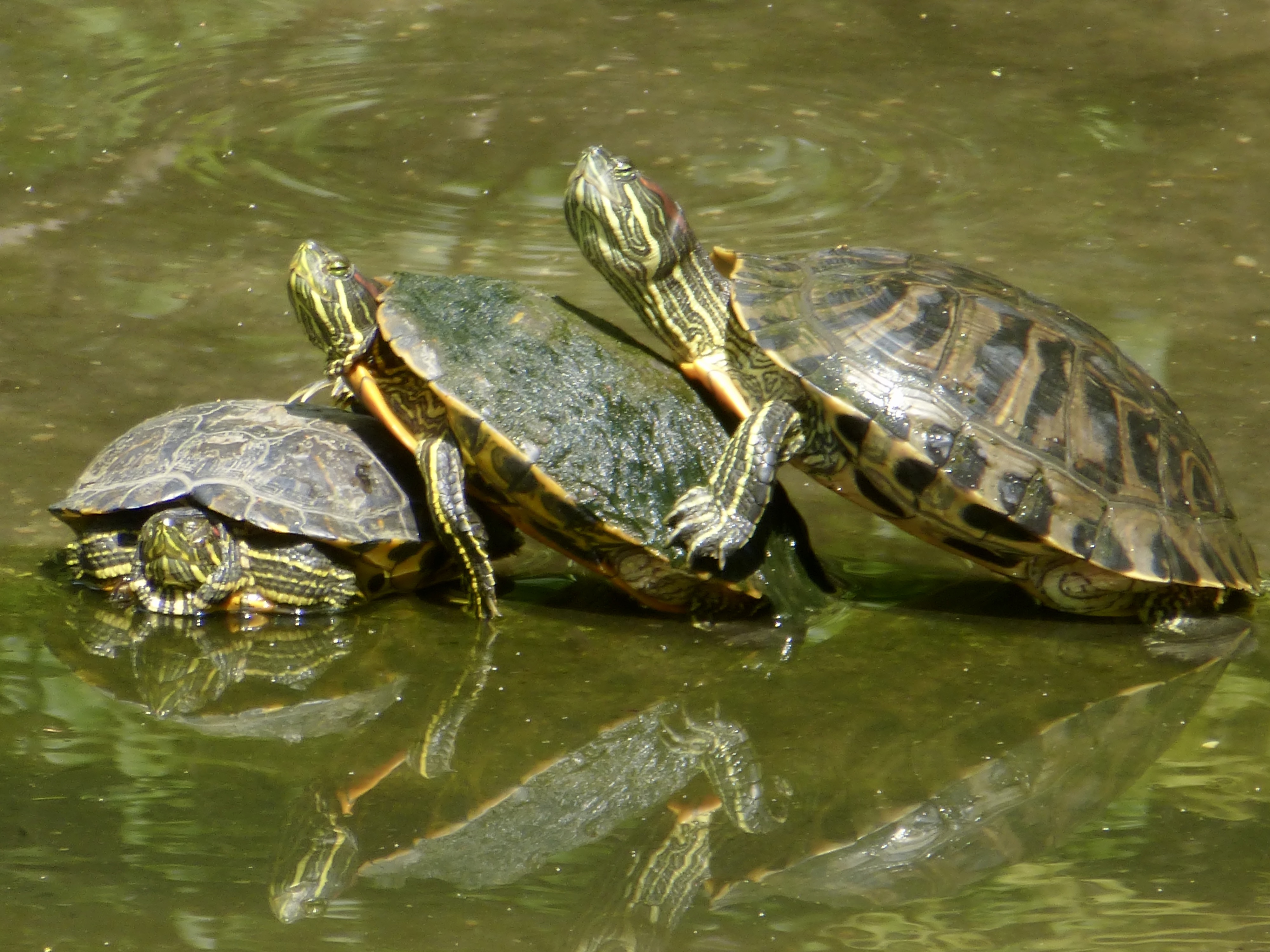 Botany Pond opening on hold once again – Why Evolution Is True