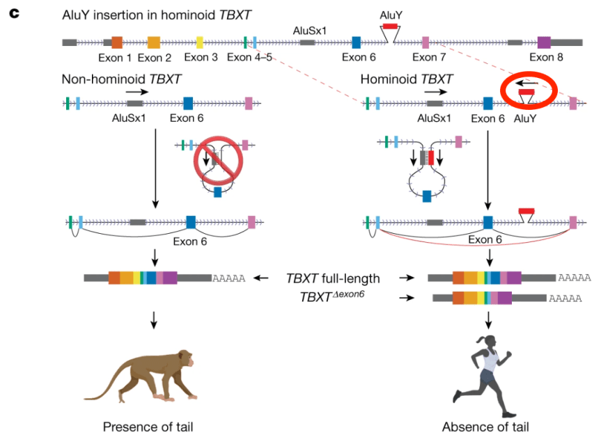 How apes (including humans) lost their tails – Why Evolution Is True
