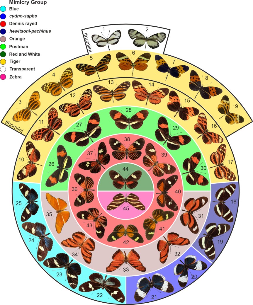 Mimicry in butterfly flight behavior – Why Evolution Is True