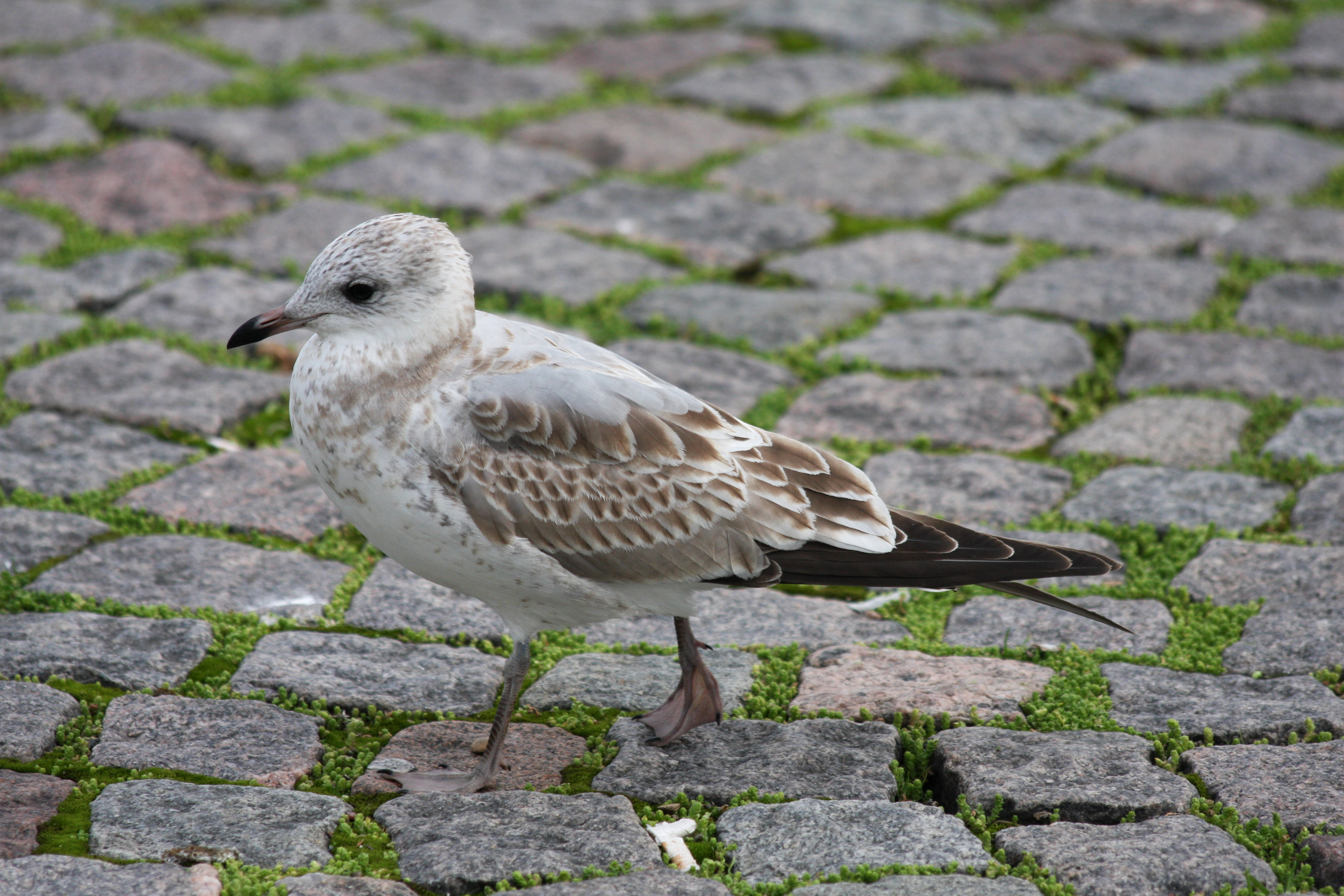 Readers’ wildlife photos – Why Evolution Is True