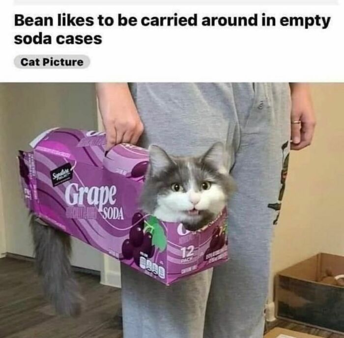 Caturday felid trifecta: China’s cat “island”; more cat memes ; lost ...