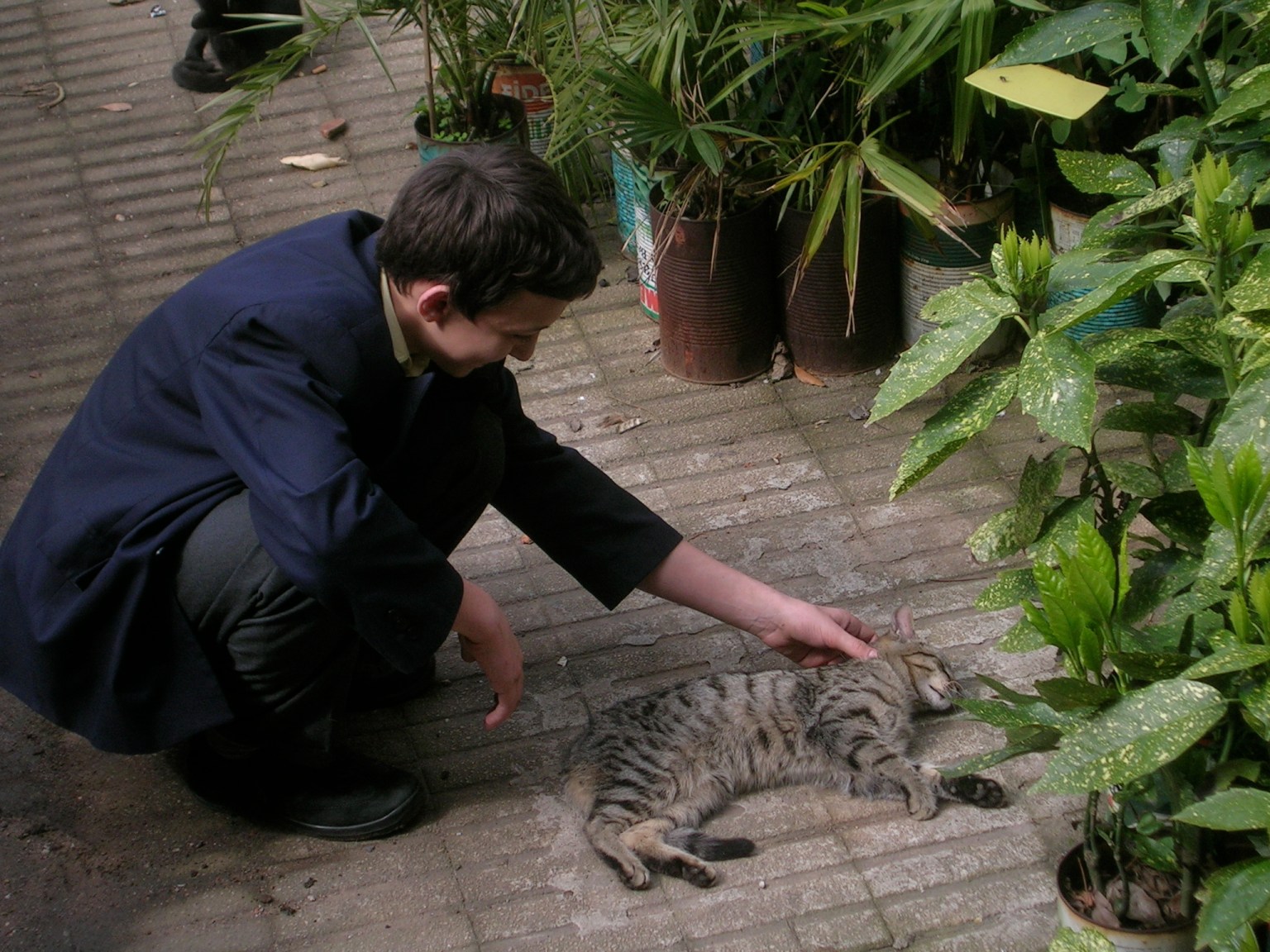 Caturday felid trifecta: Cat-friendly hotels; cat tour guides; cats ...