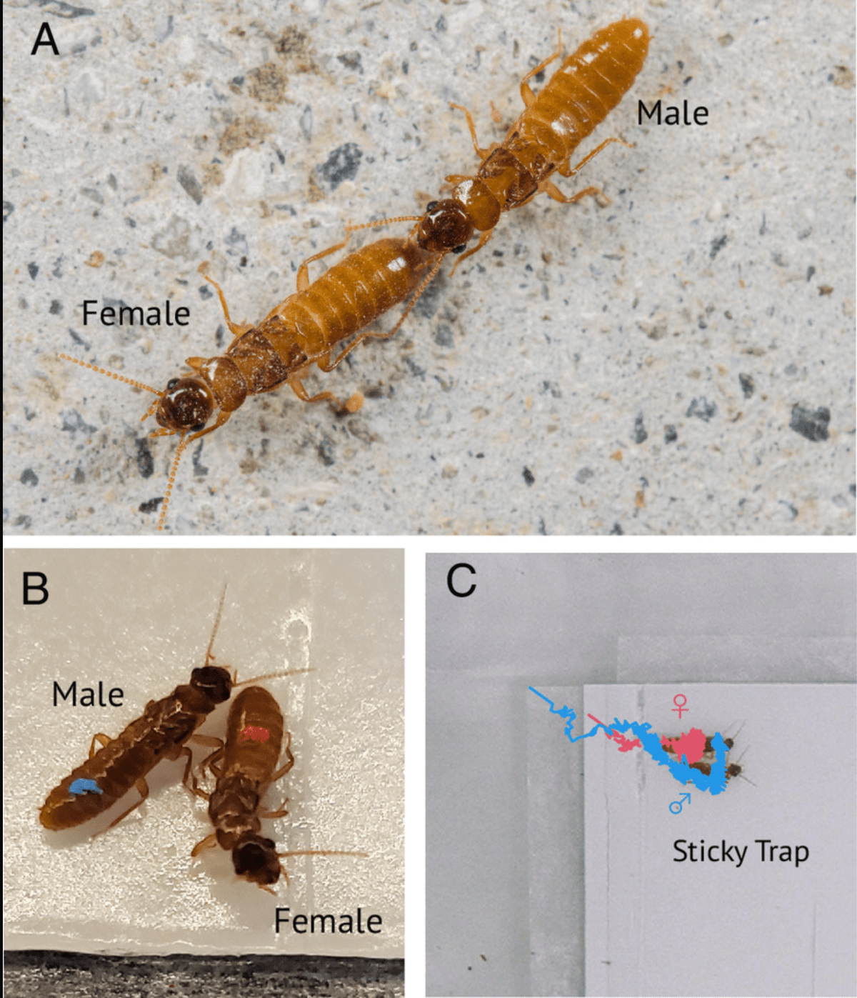 Fossilized behavior: termites trapped in tandem – Why Evolution Is True