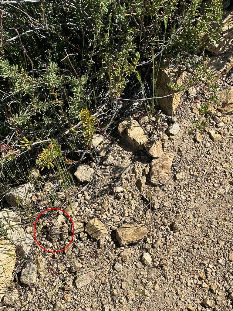 Here’s the horned toad! – Why Evolution Is True