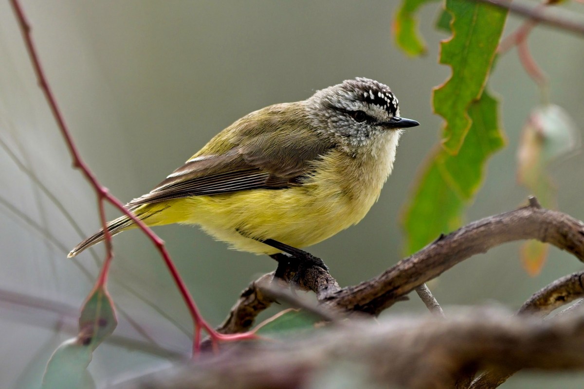 Readers’ wildlife photos – Why Evolution Is True