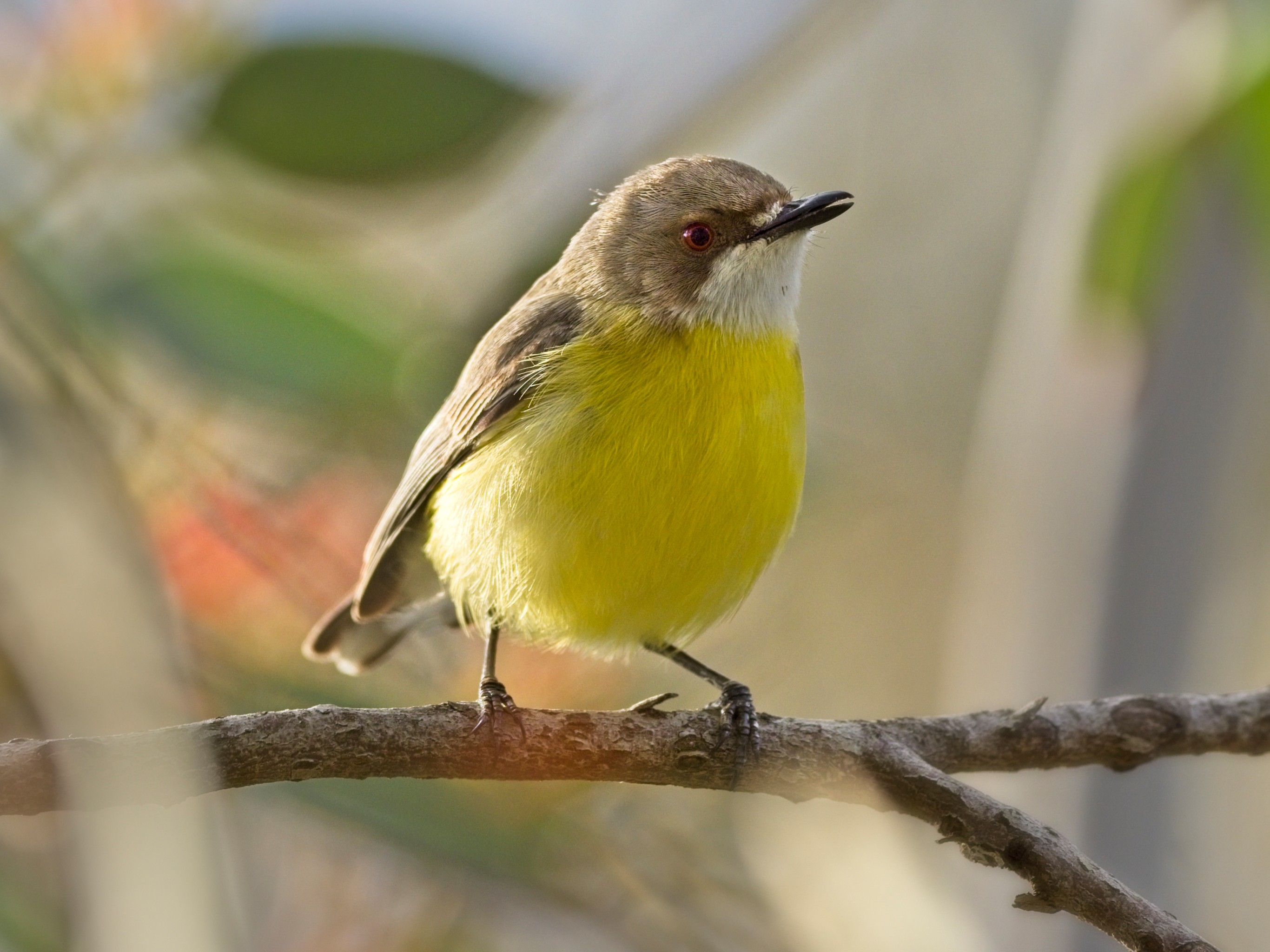Readers’ wildlife photos – Why Evolution Is True
