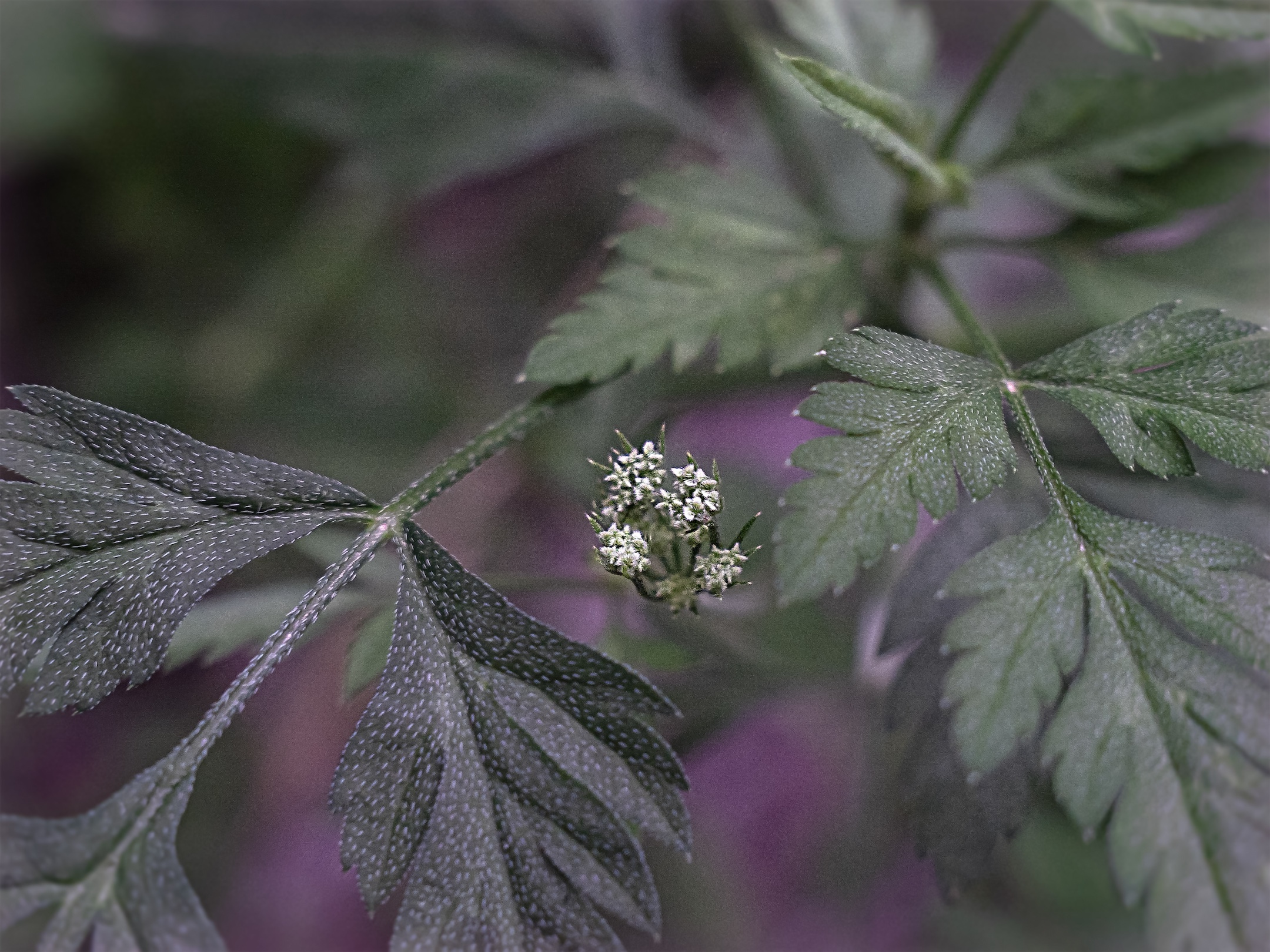 Readers’ wildlife photographs – Why Evolution Is True