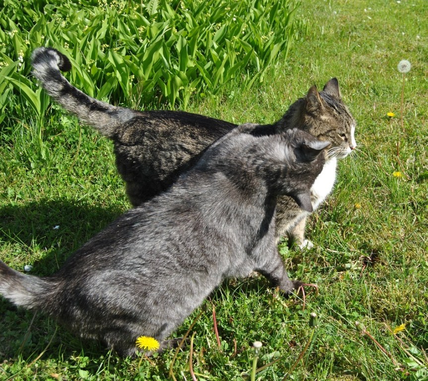 Why Evolution Is True – Why Evolution is True is a blog written by ...