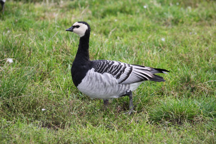 Readers’ wildlife photos. – Why Evolution Is True