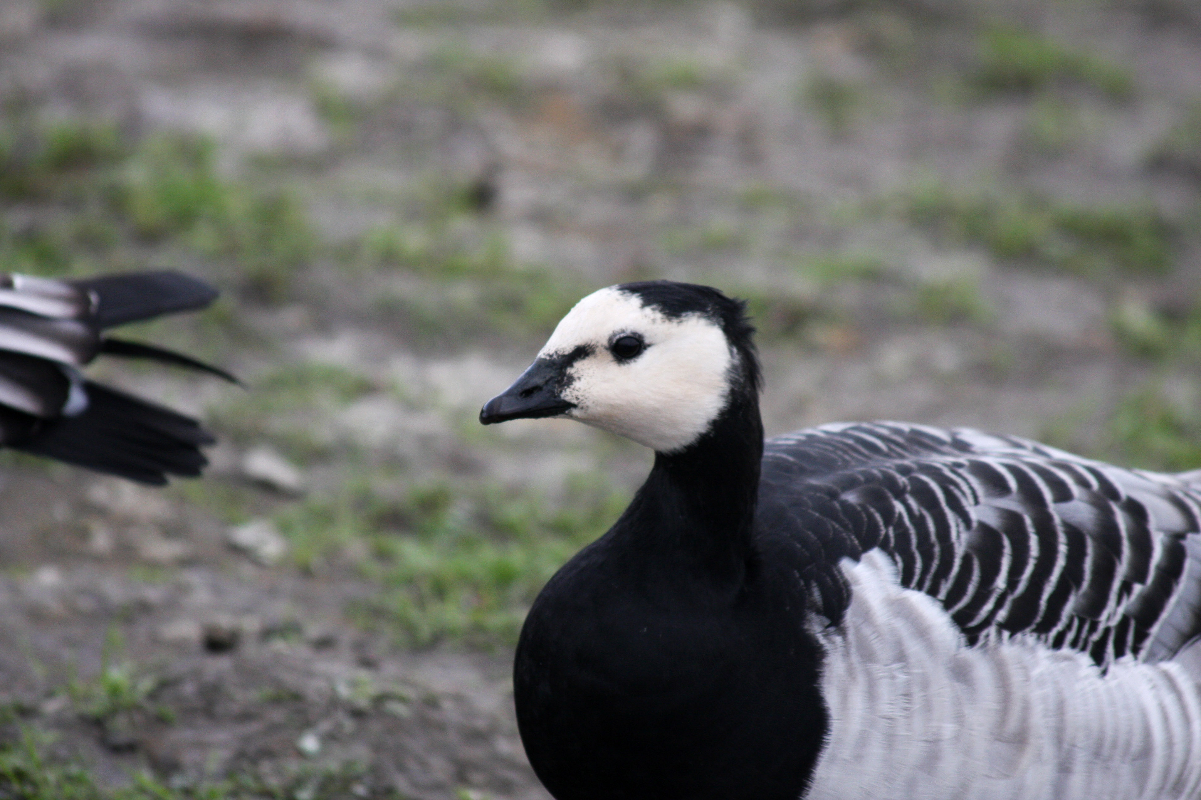 Readers’ wildlife photos. – Why Evolution Is True