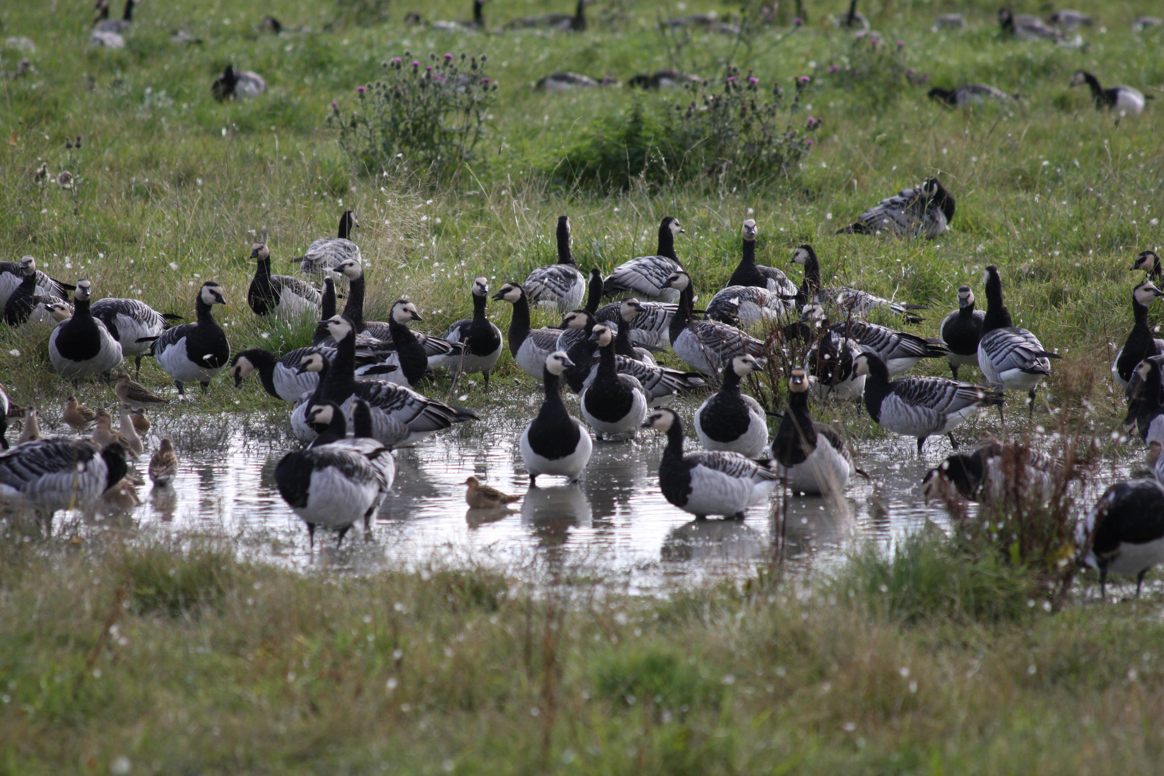 Readers’ wildlife photos. – Why Evolution Is True
