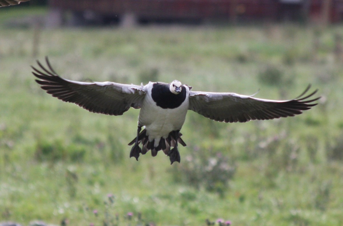 Readers’ wildlife photos. – Why Evolution Is True