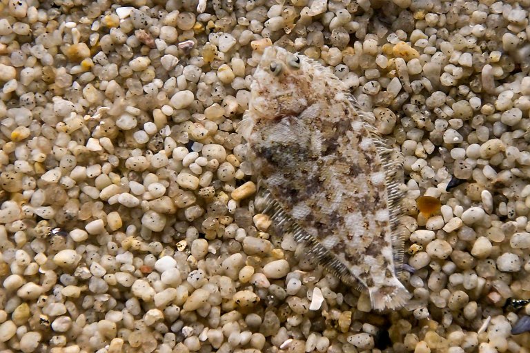 The mystery of flatfish evolution: part of it now solved – Why ...