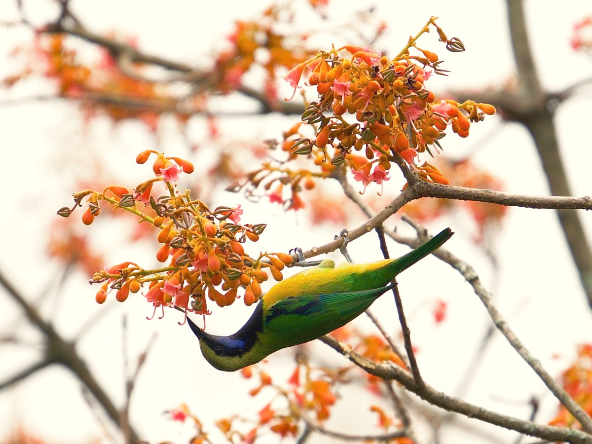 Readers’ wildlife photos – Why Evolution Is True