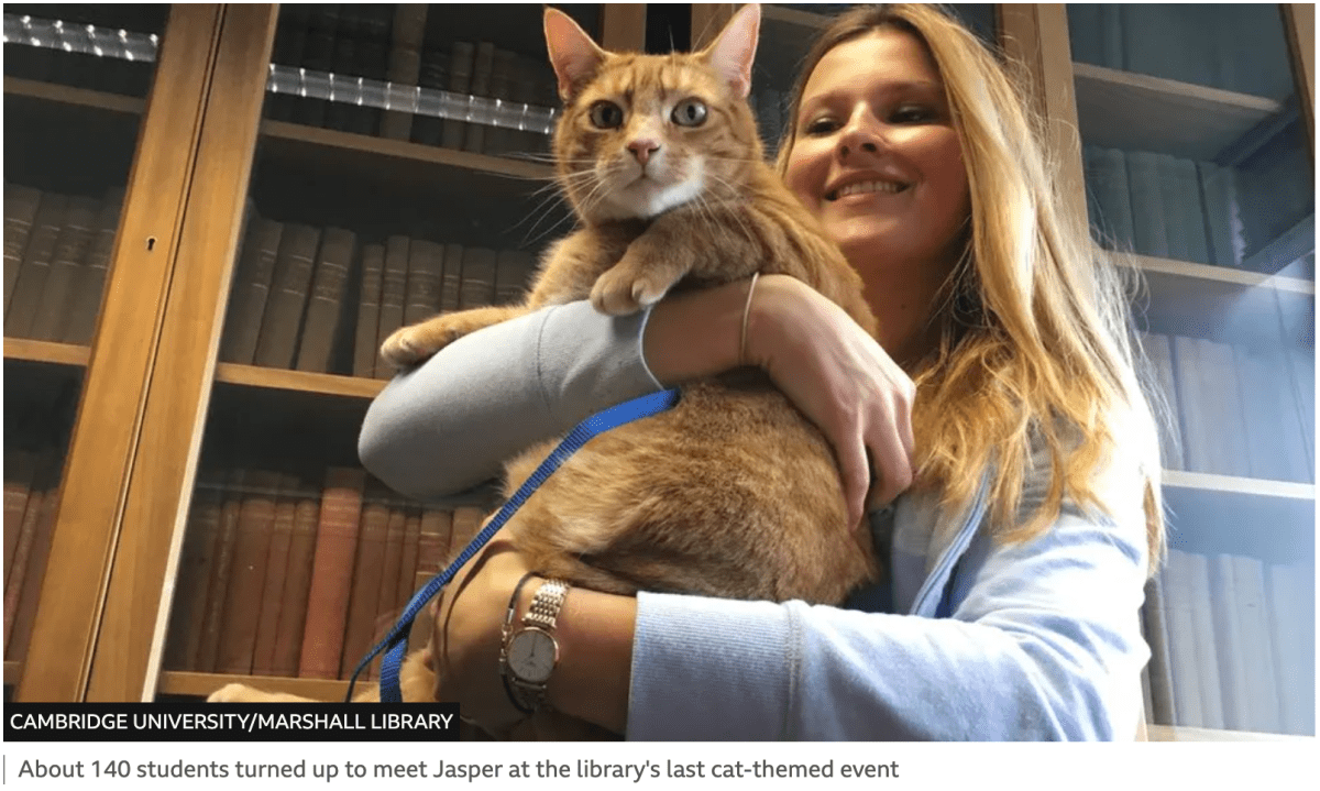 Caturday felid trifecta: the rambunctious ginger tomcat; Kitty Snows ...