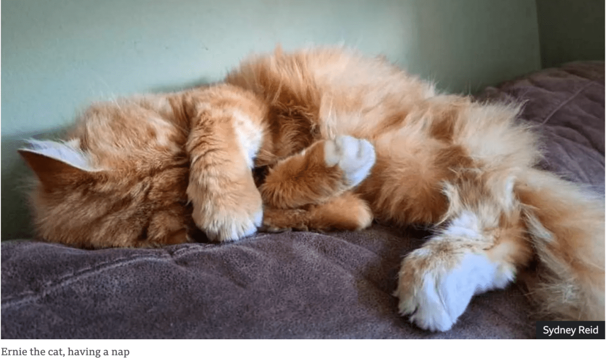 Caturday felid trifecta: the rambunctious ginger tomcat; Kitty Snows ...