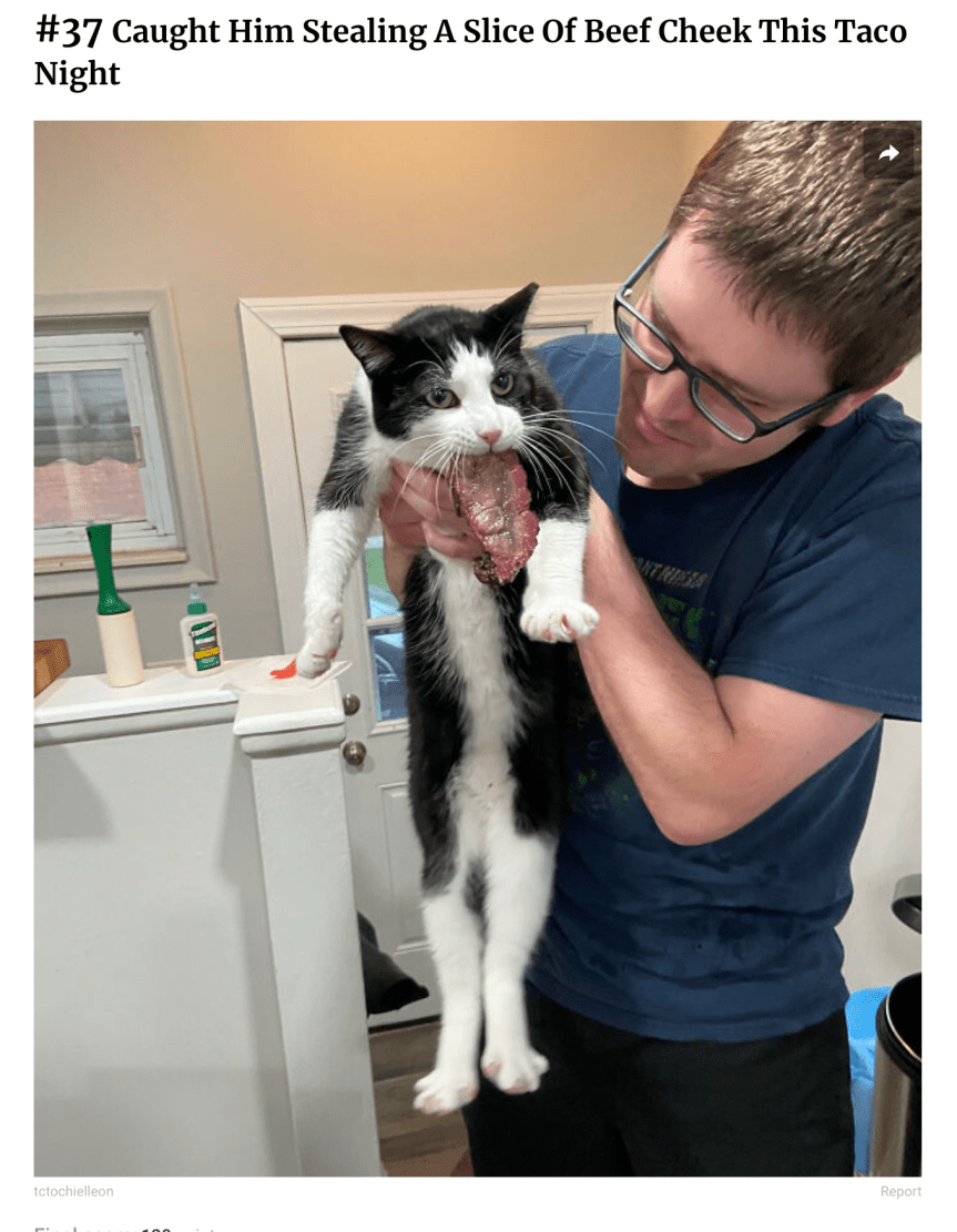 Caturday felid trifecta: Cat rescue in Ukraine; Max the Cat gets an ...